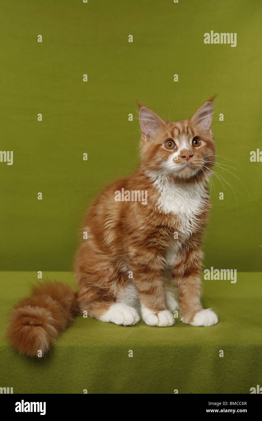 sitzende Maine Coon / sitting Maine Coon Stock Photo - Alamy