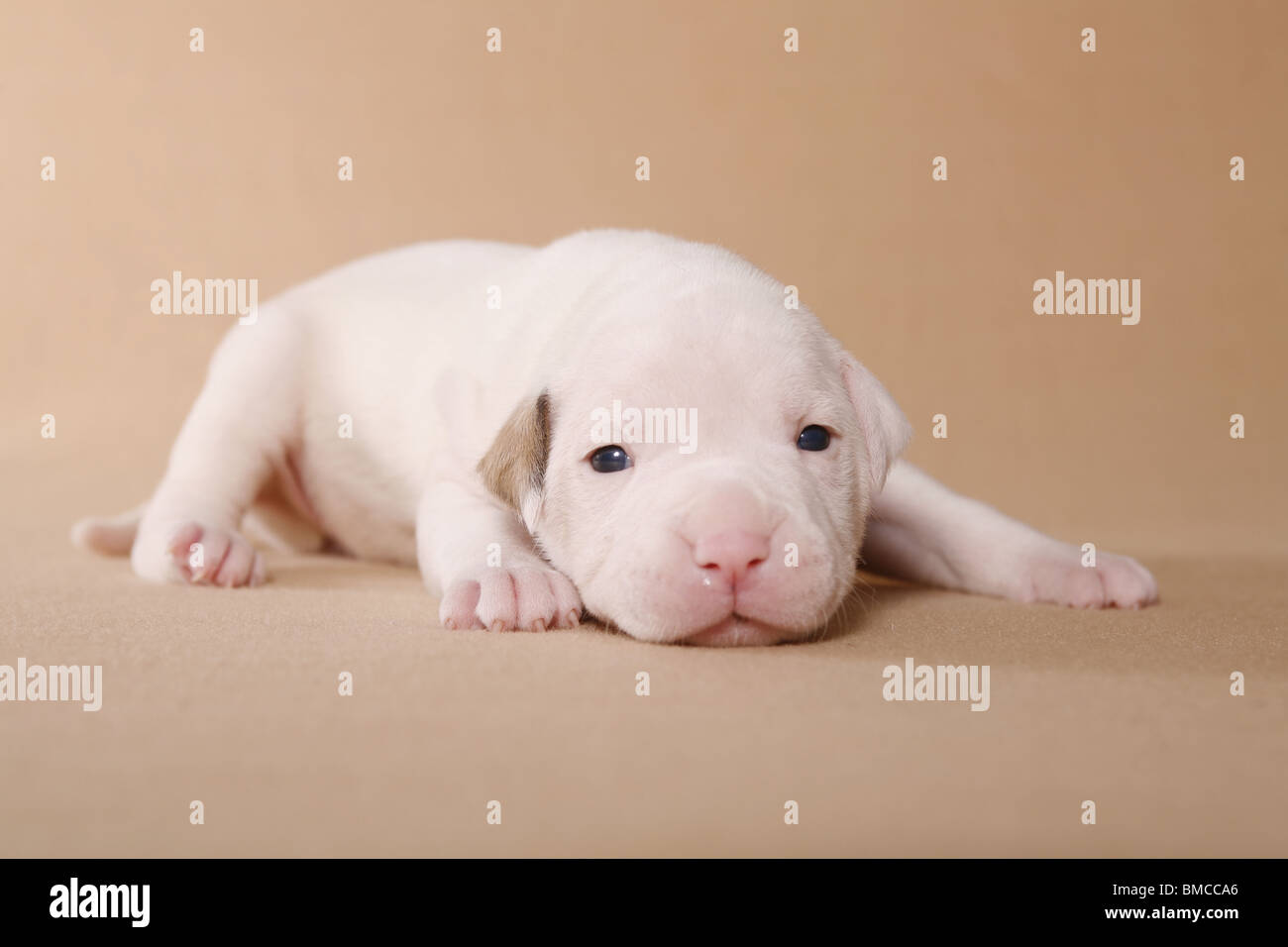 American Bulldog Baby Stock Photo - Alamy