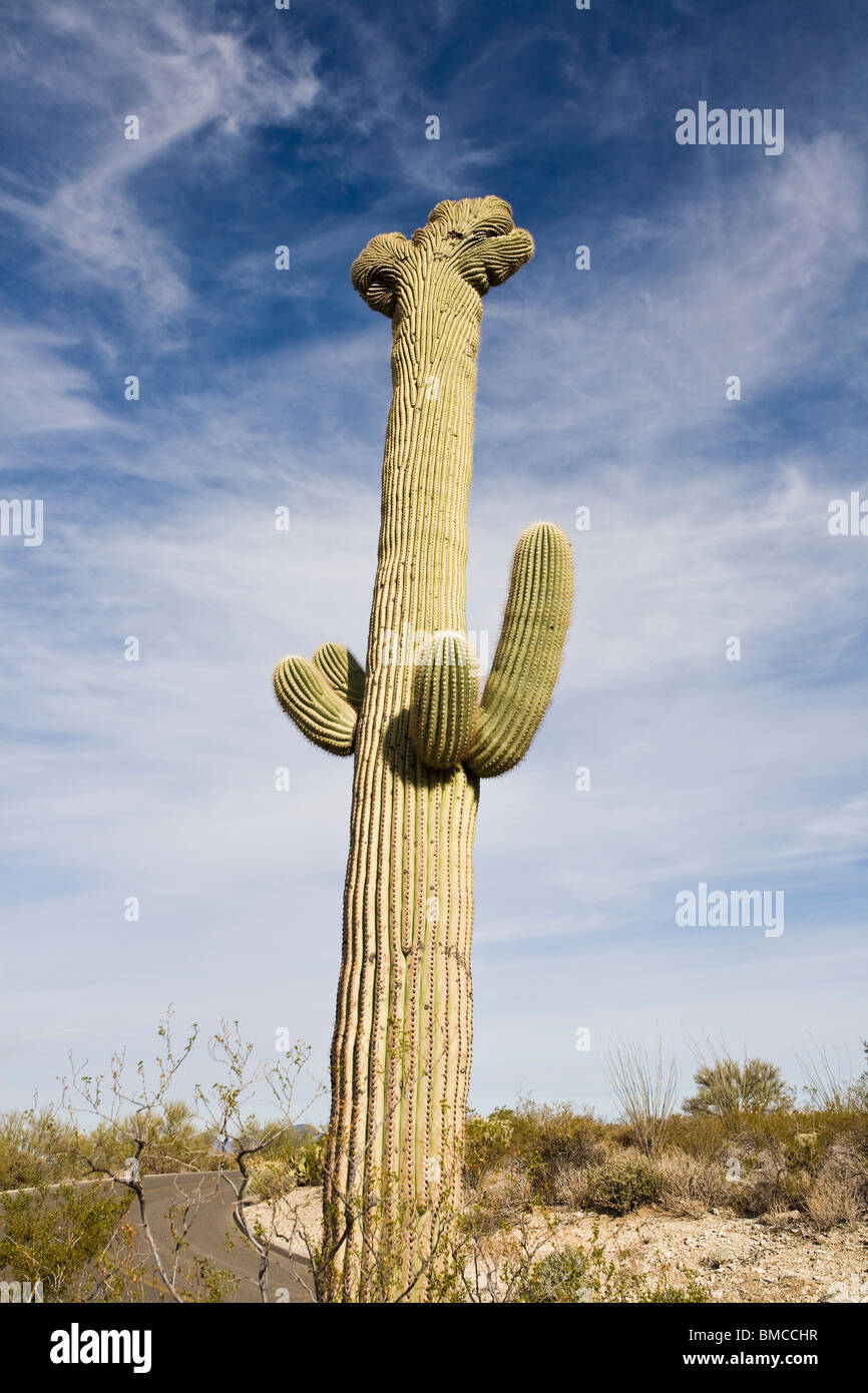 Crested Saguaro cactus, Carnegiea gigantea, at Saguaro National Park ...