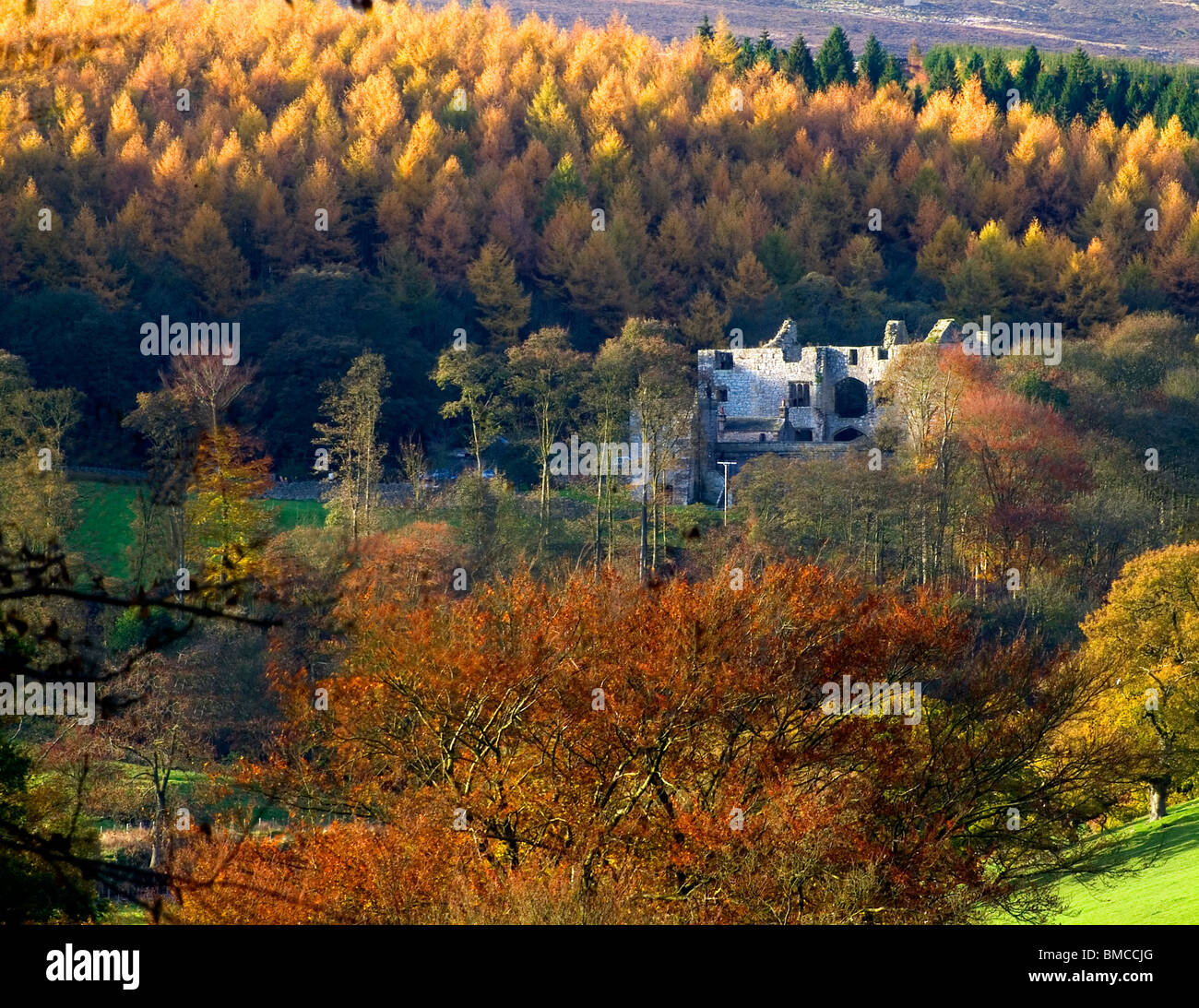 Autumn (fall) colours in Strid Wood, Bolton Abbey, North Yorkshire ...