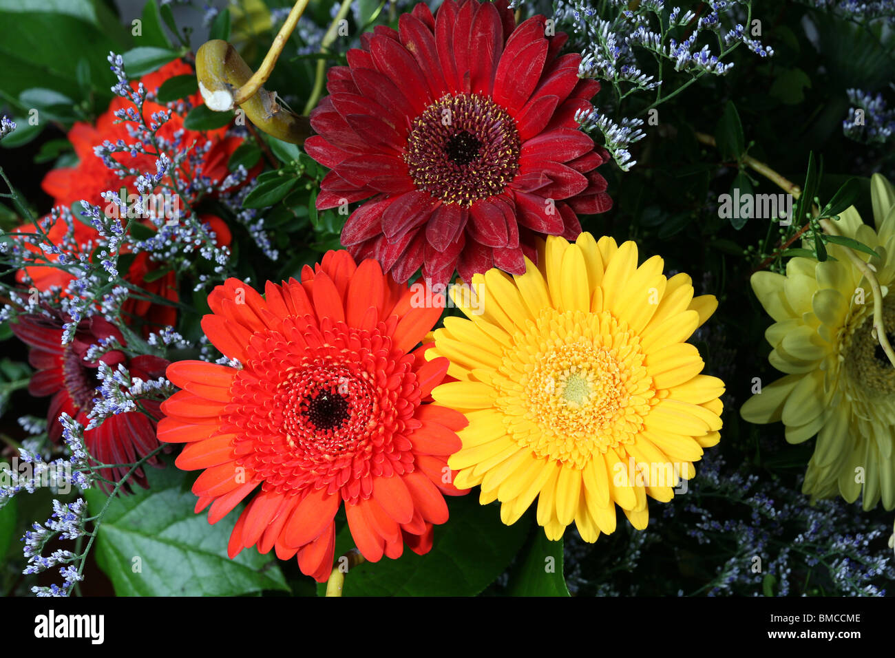Gerberas of the sunflower family Stock Photo - Alamy