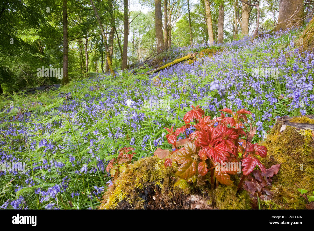 Bluebells tree stump in woods hi-res stock photography and images - Alamy
