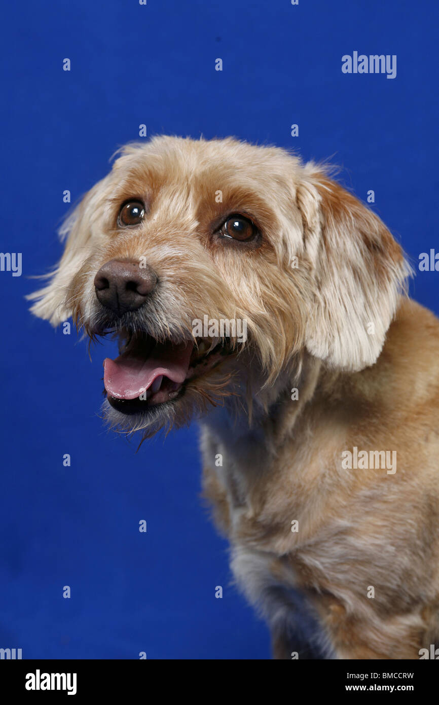 Mischling / dog Stock Photo - Alamy