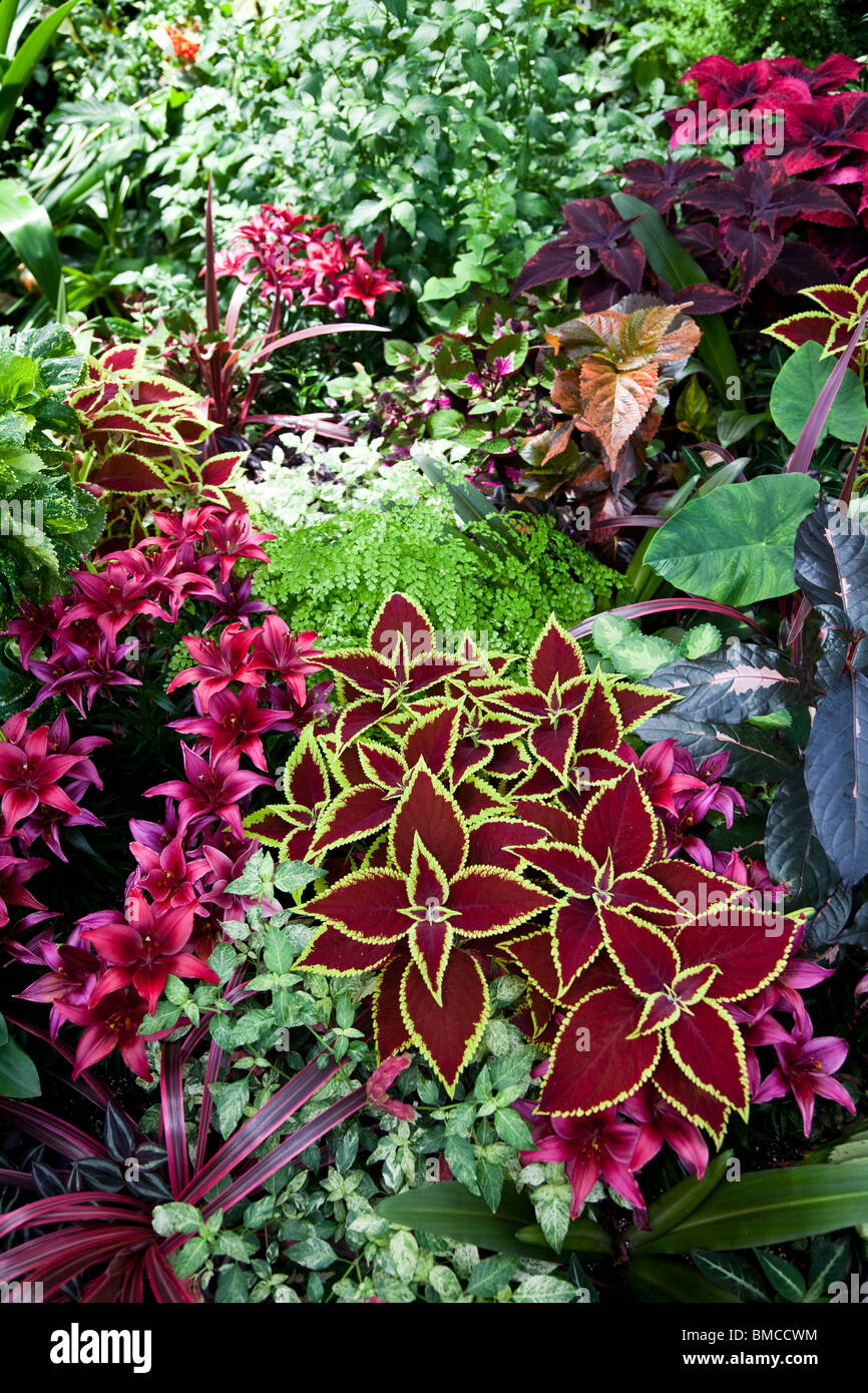 Coleus flower hi-res stock photography and images - Alamy