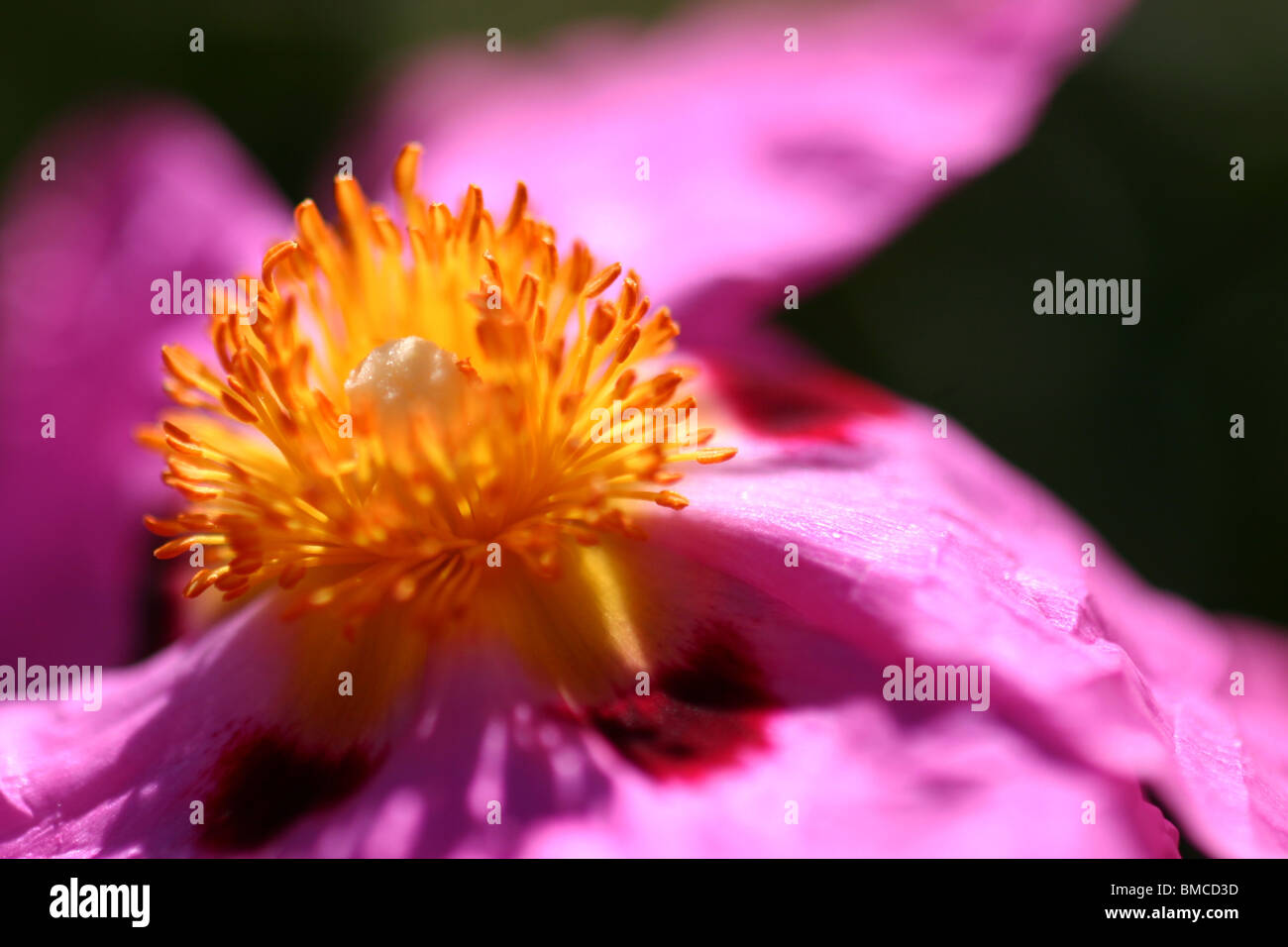 Rockrose flora hi-res stock photography and images - Alamy