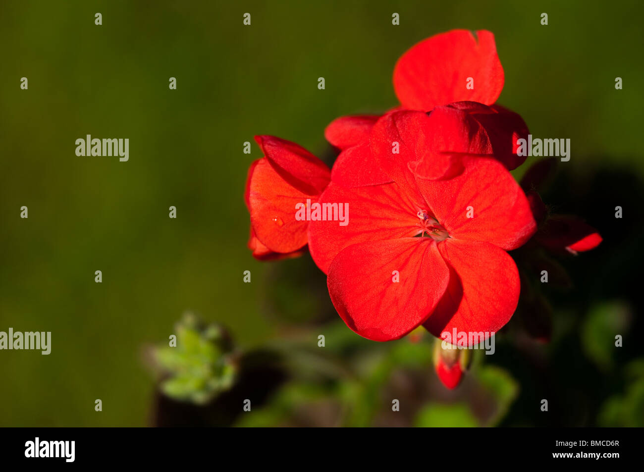 Geranium 'Scarlet' in flower Stock Photo - Alamy