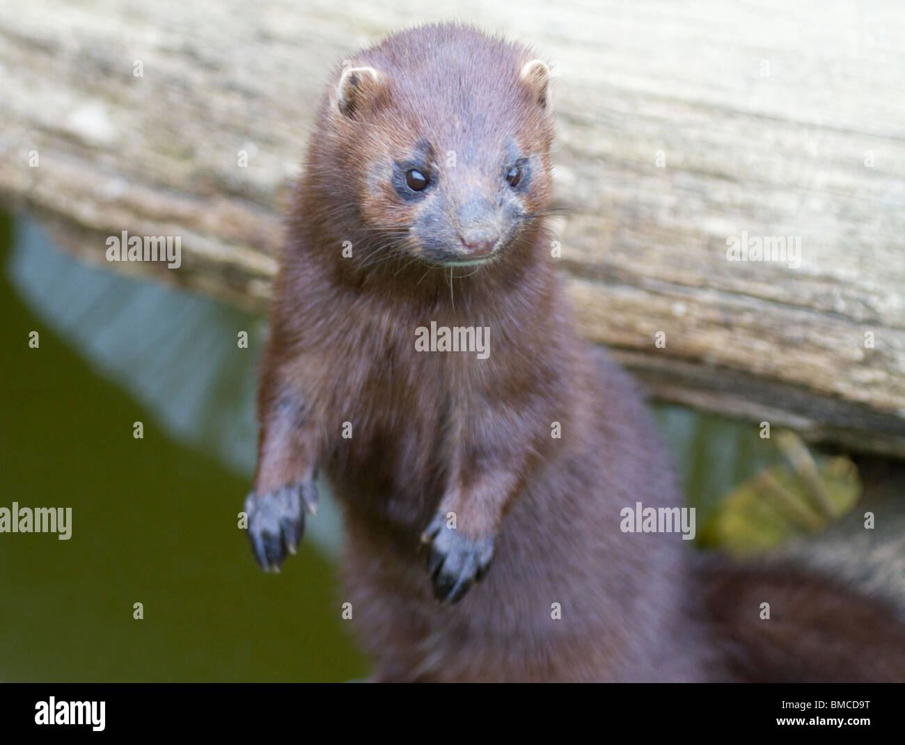American mink hi-res stock photography and images - Alamy