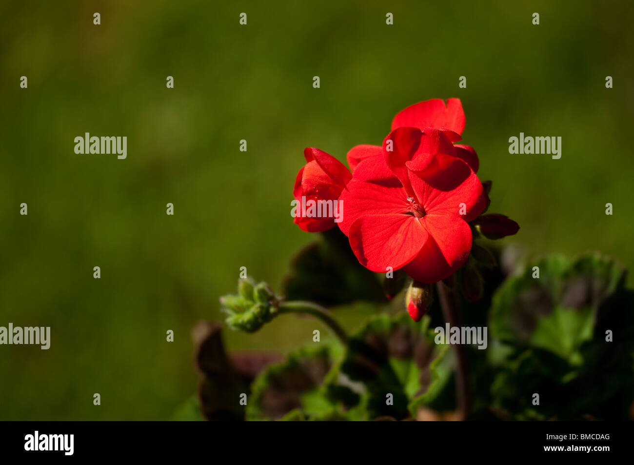 Scarlet geranium hi-res stock photography and images - Alamy