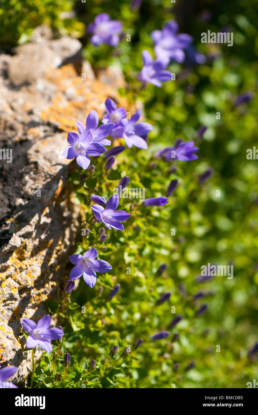 Campanula portenschlagiana, Wall or Adria Bellflower, growing on a ...