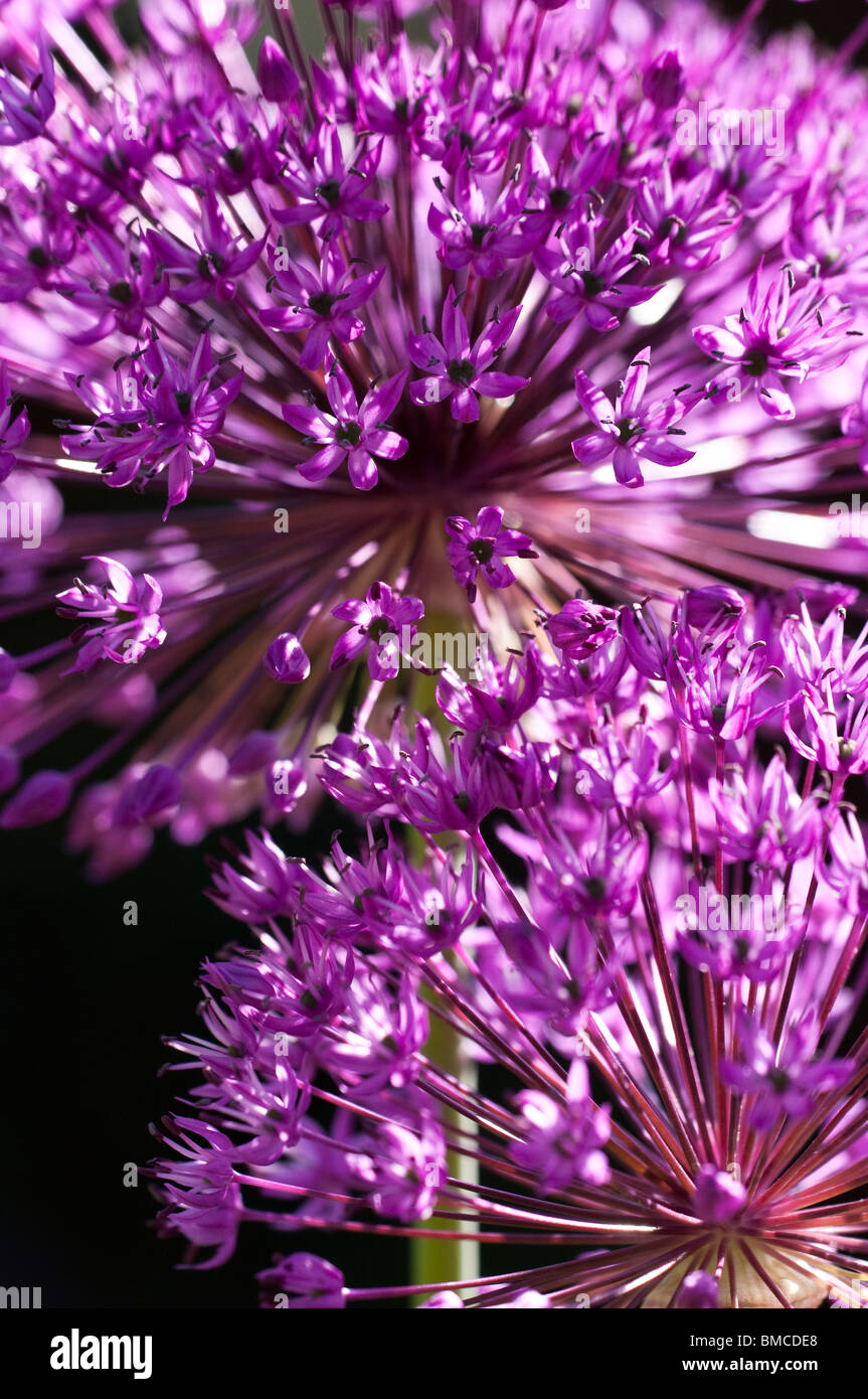 Purple sensation flower hi-res stock photography and images - Alamy