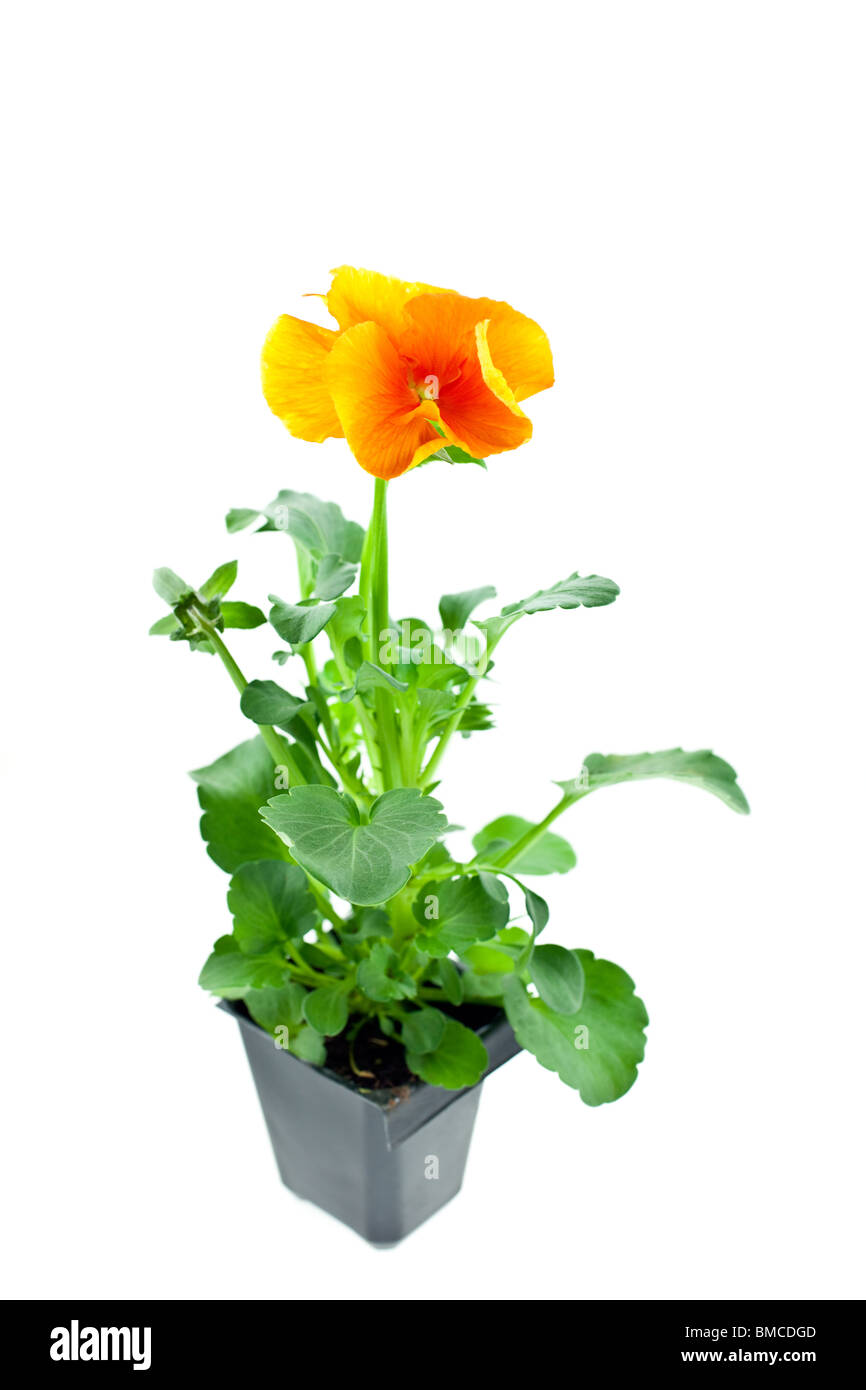 orange pansy's sprout in plastic pot isolated on a white background ...