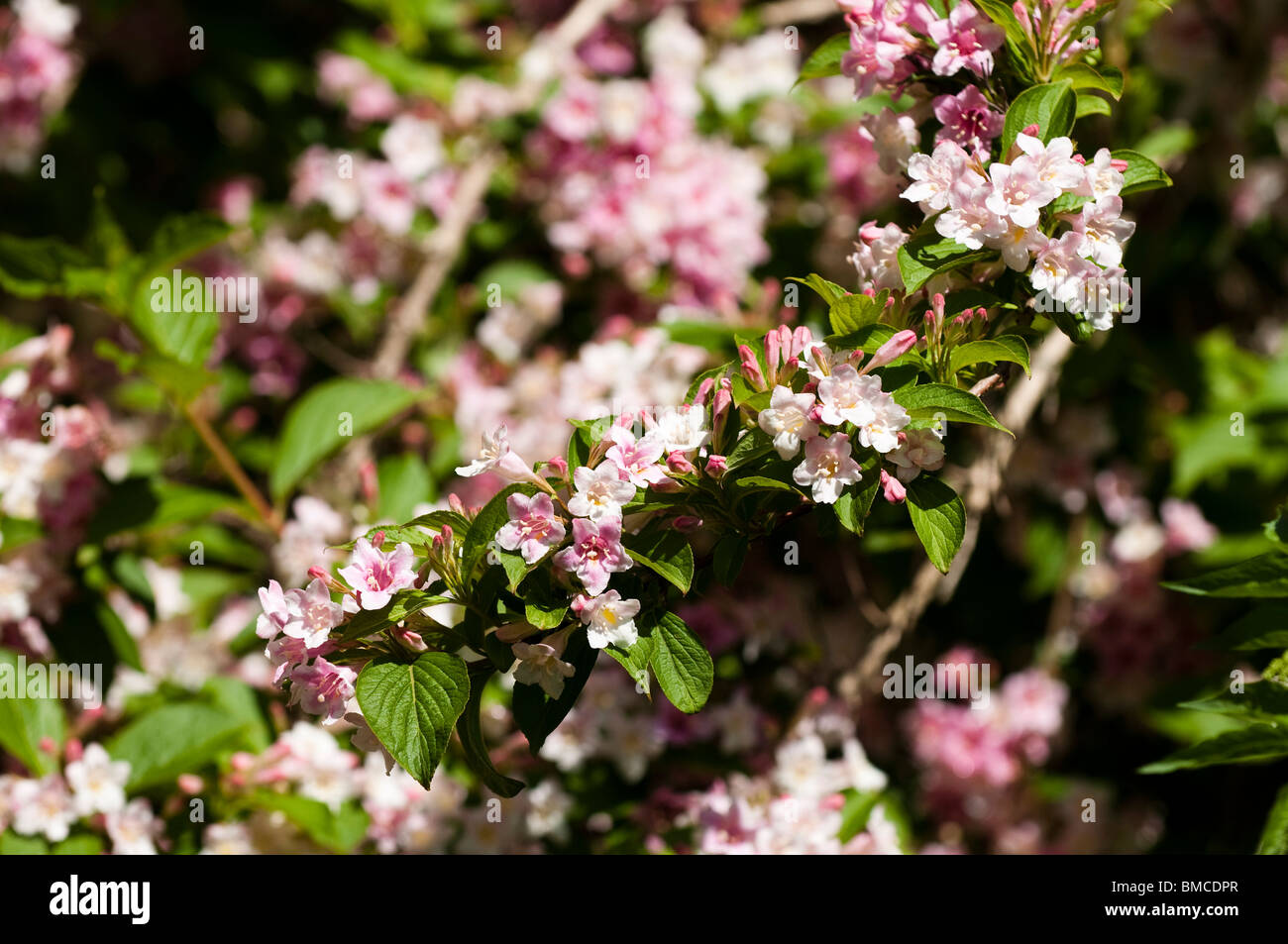 Weigela, pale pink shrub in flower in late spring Stock Photo - Alamy