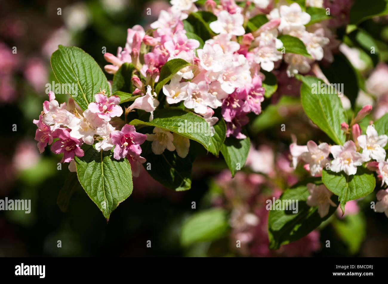 Weigela, pale pink shrub in flower in late spring Stock Photo - Alamy