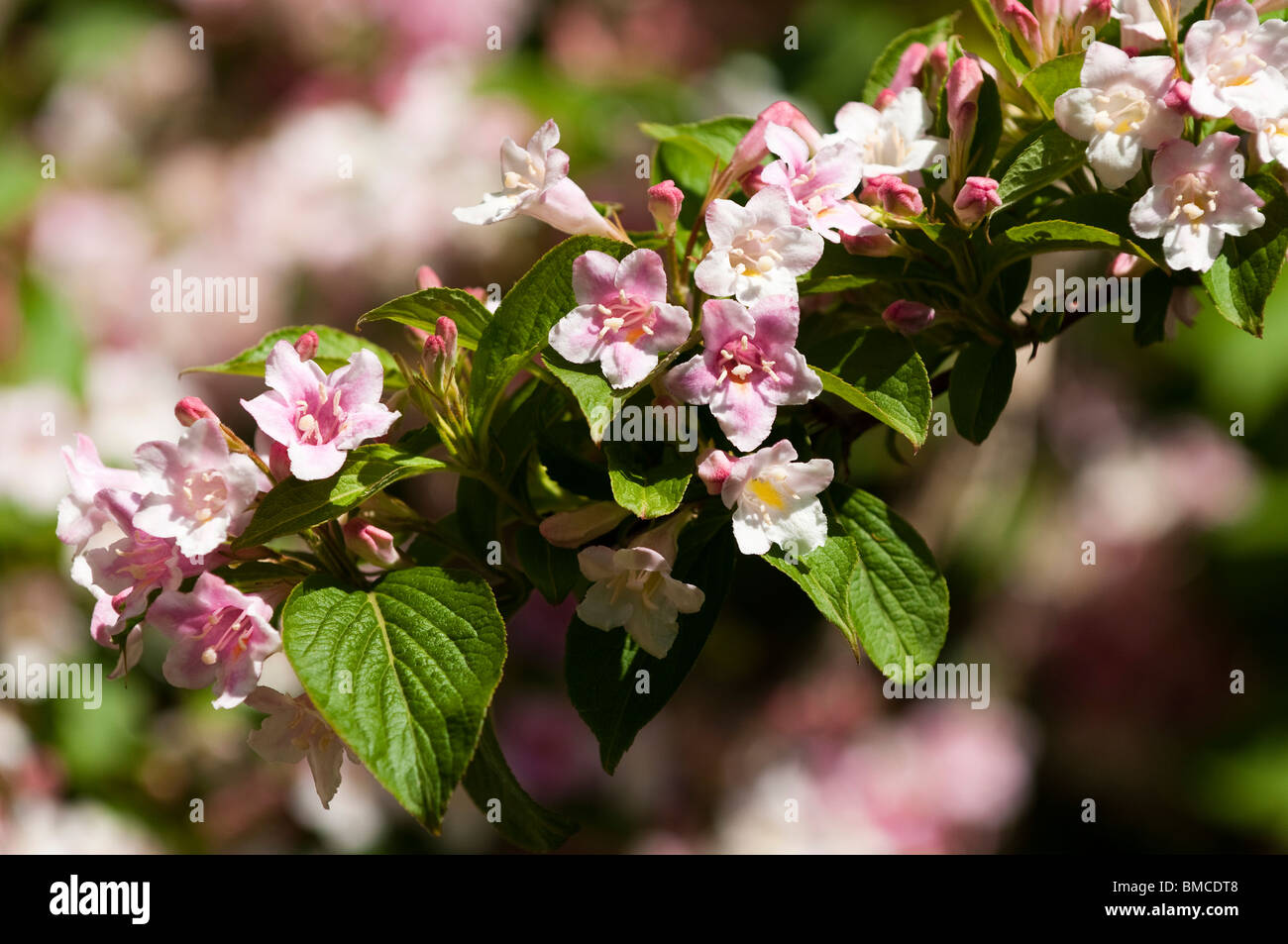 Weigela shrub hi-res stock photography and images - Alamy