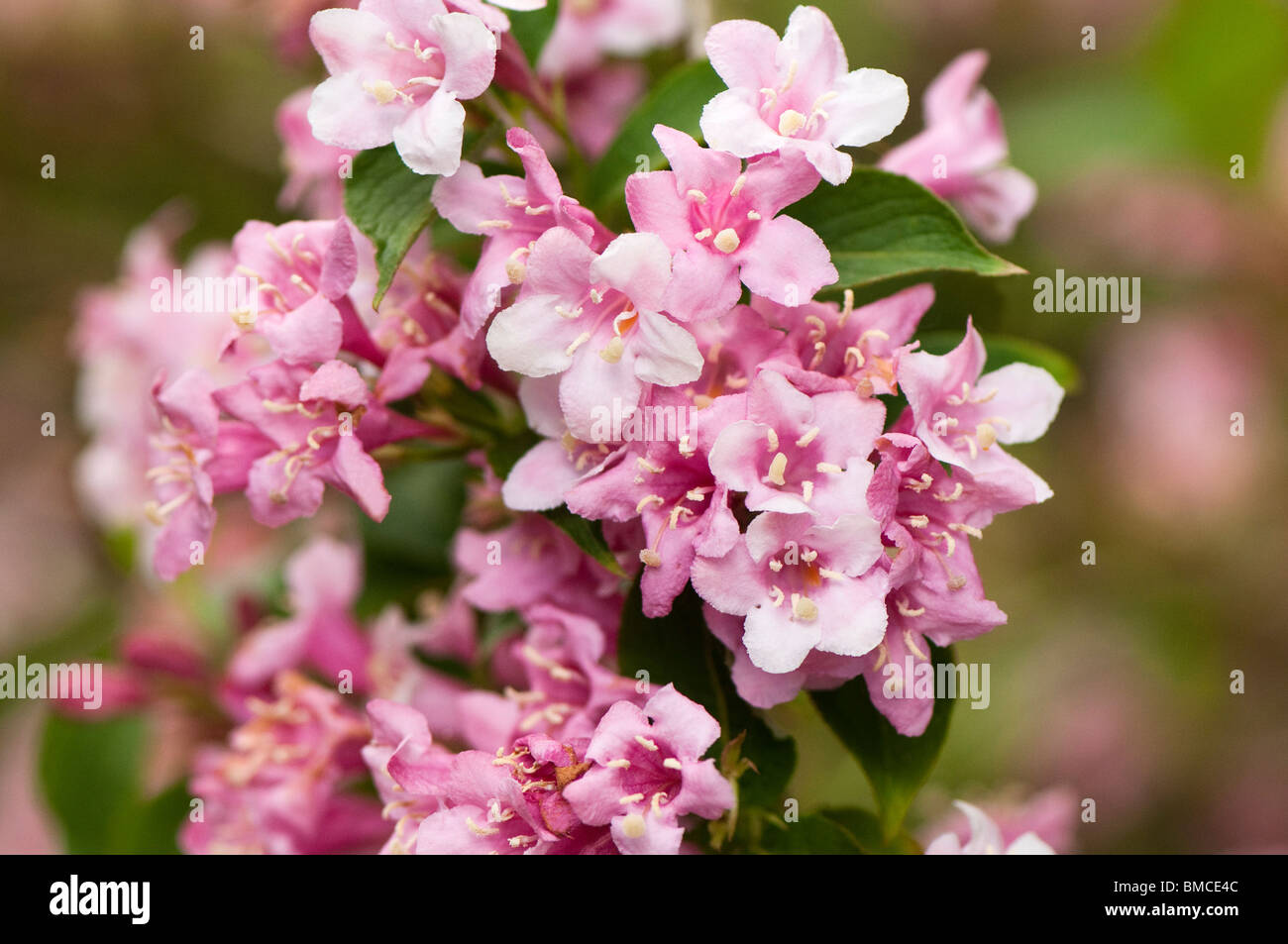 Weigela hi-res stock photography and images - Alamy