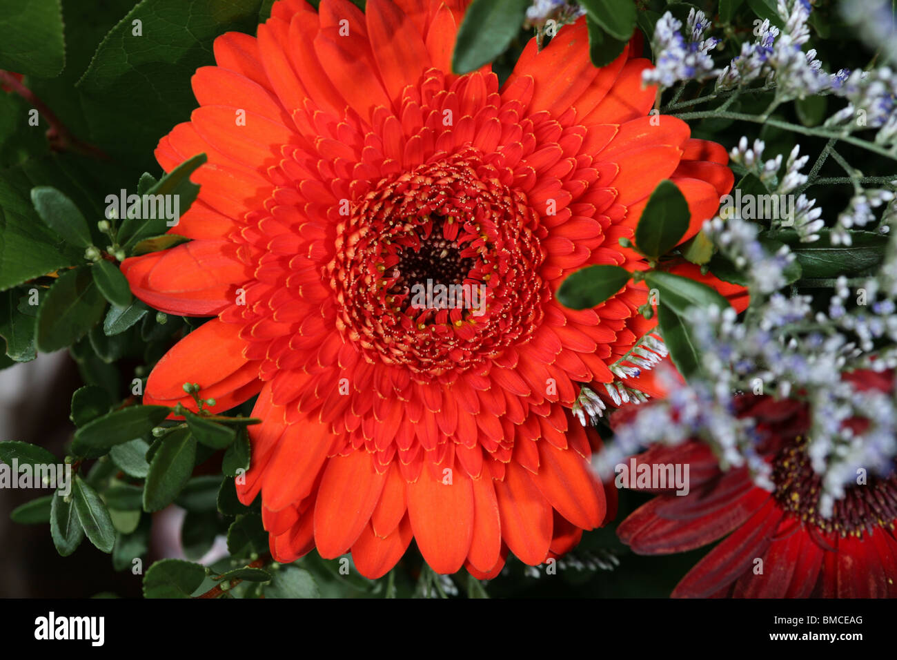Macro of a red Gerbera of the sunflower family Stock Photo - Alamy