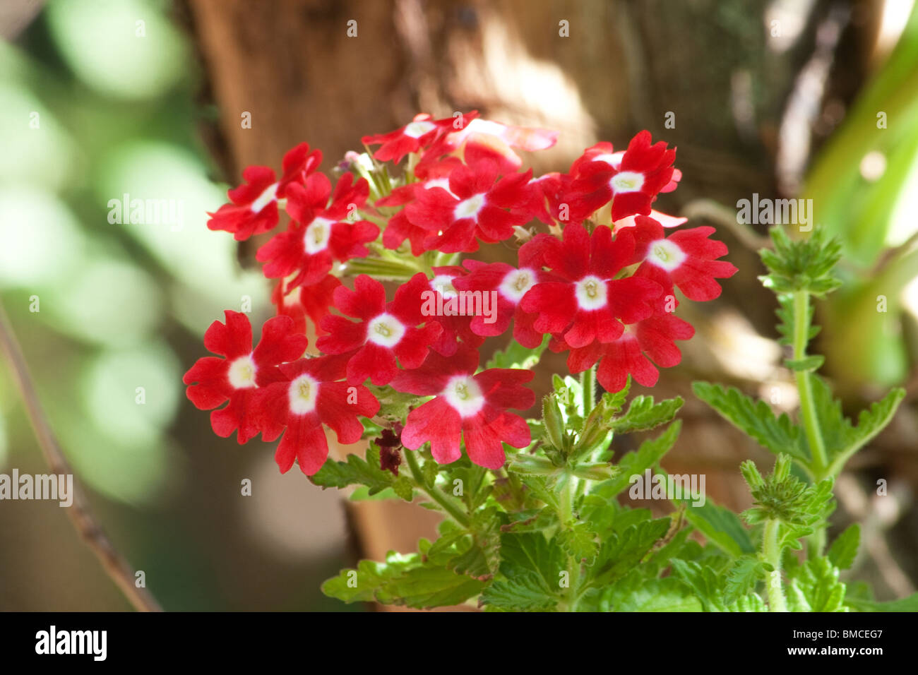 Red vervain flower close-up Stock Photo - Alamy