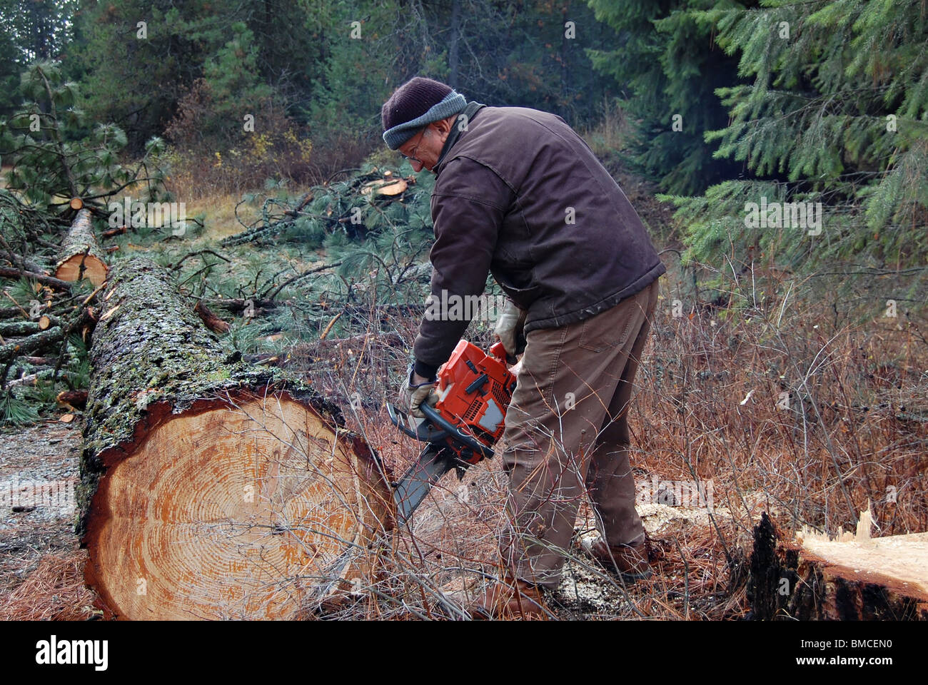 Elderly logger sawing Ponderosa Pine tree into logs Stock Photo - Alamy