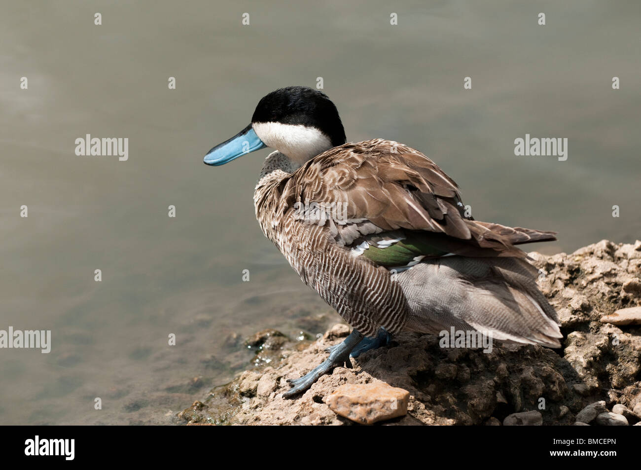 Puna teal anas puna hi-res stock photography and images - Alamy