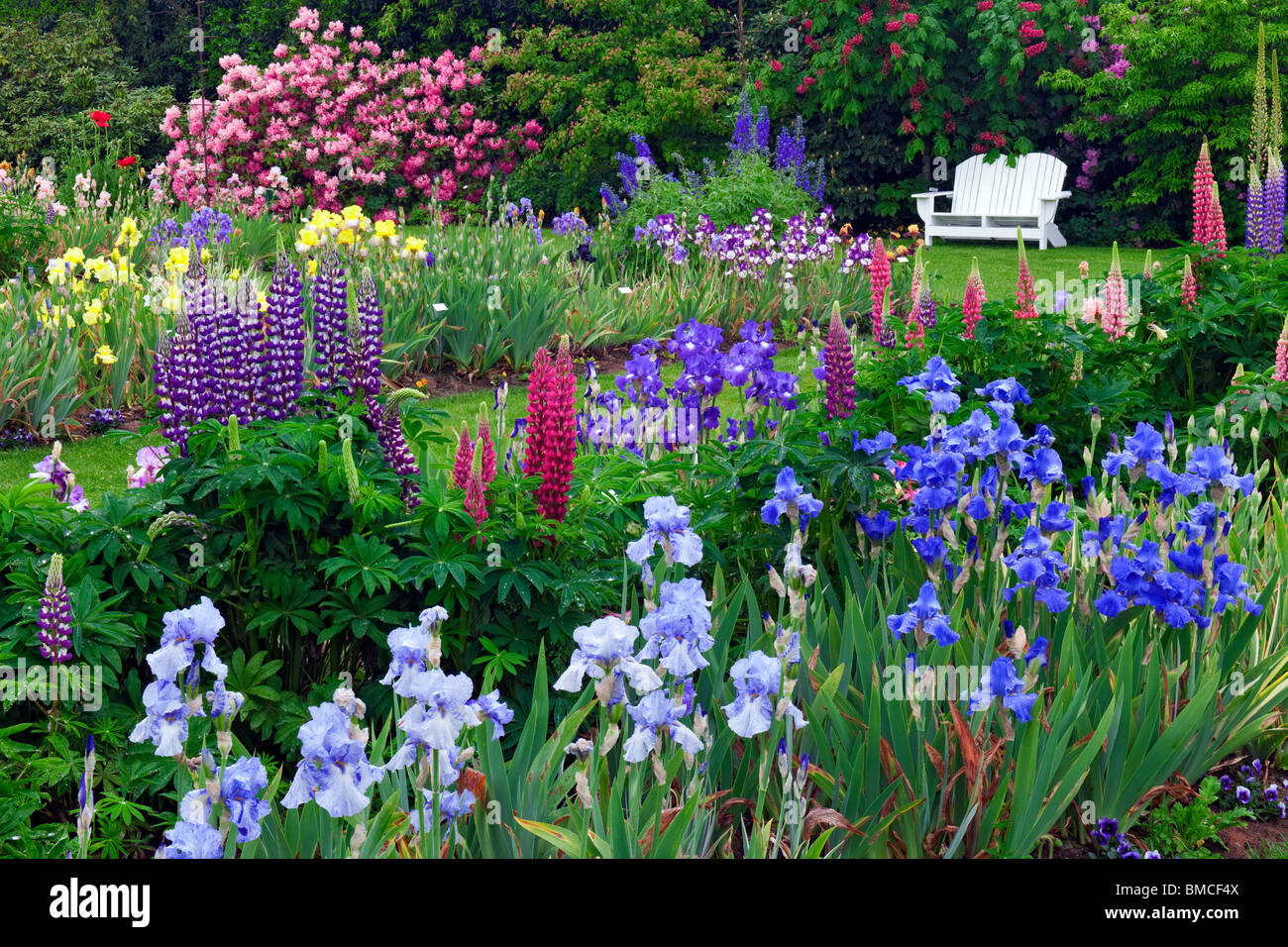 Many varieties of irises and lupine are featured at Schreiner's Iris ...