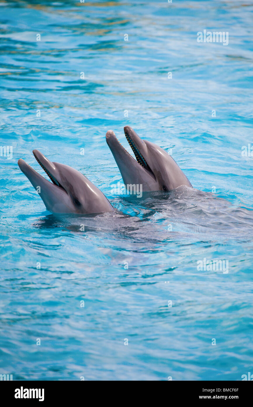 Couple dolphins swimming hi-res stock photography and images - Alamy