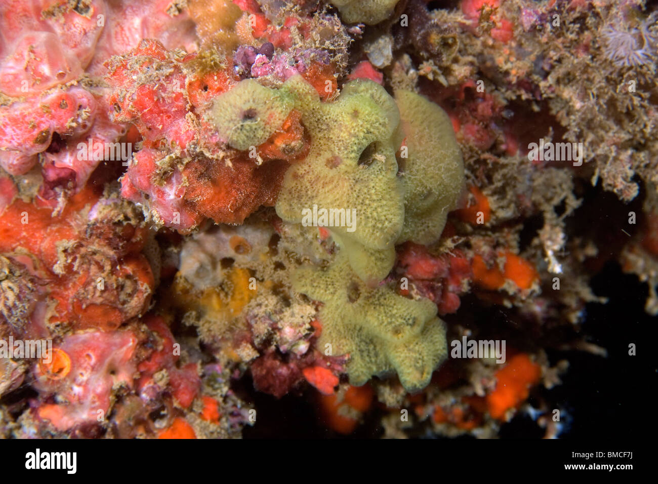 Colorful encrusting sponges, Ilha Escalvada, Guarapari, Espírito Santo ...