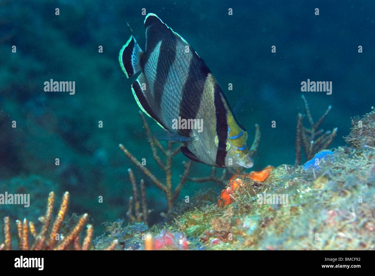 Banded butterflyfish, Chaetodon striatus, foraging, Ilha Escalvada ...