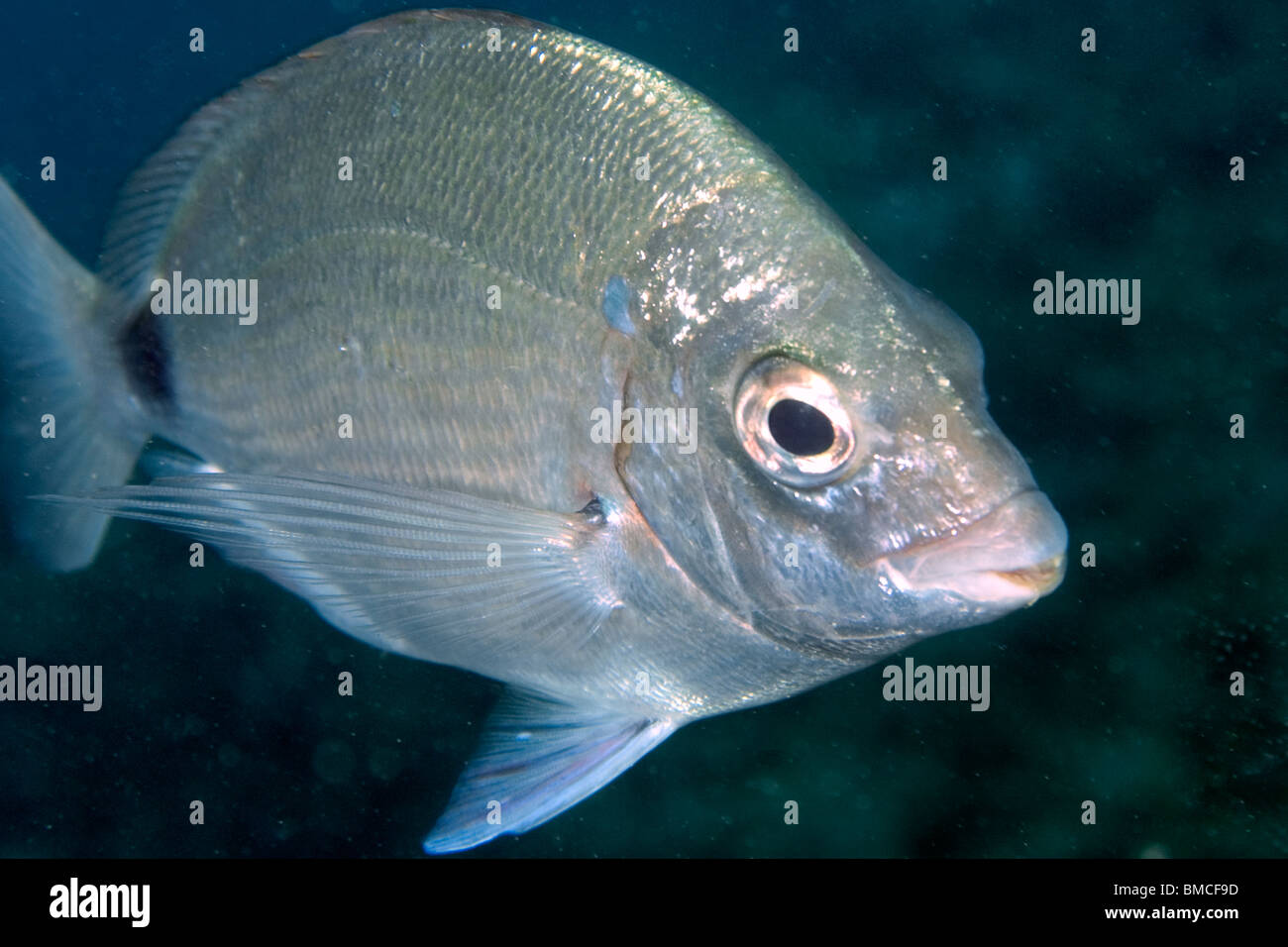 Porgy hi-res stock photography and images - Alamy