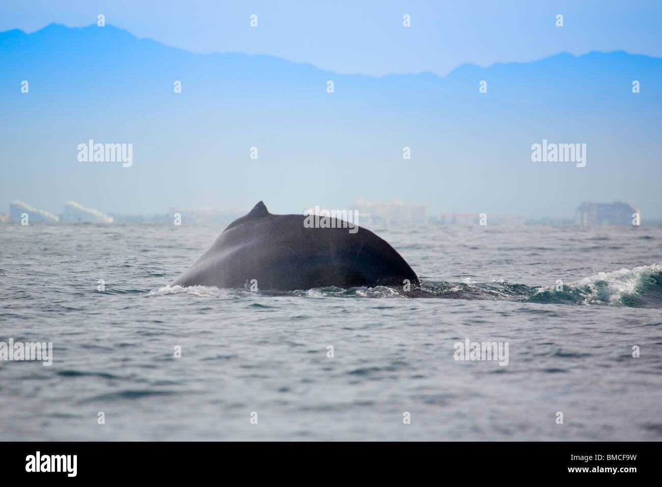 Humpback whale back hi-res stock photography and images - Alamy
