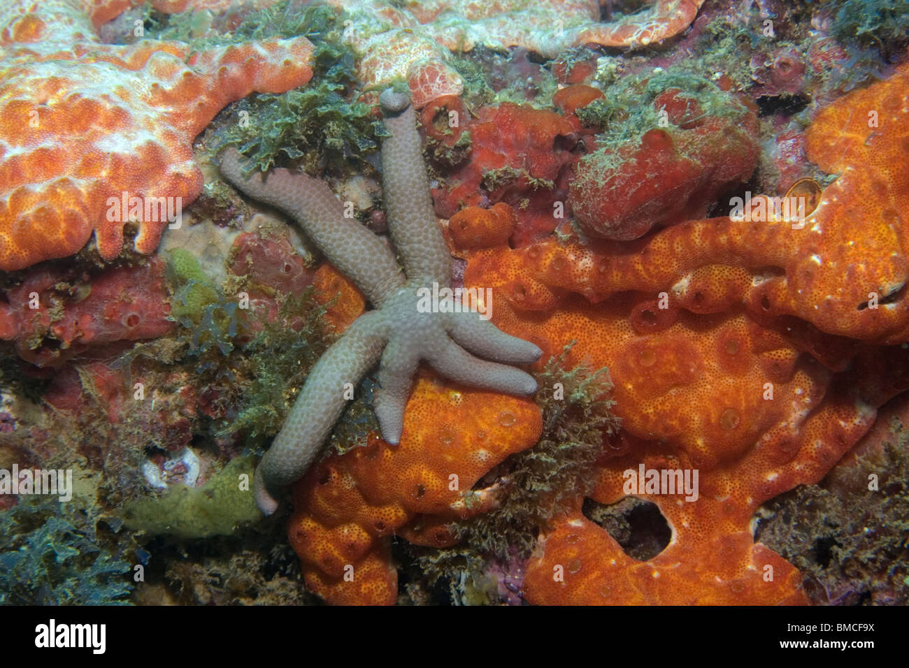 Comet starfish hi-res stock photography and images - Alamy