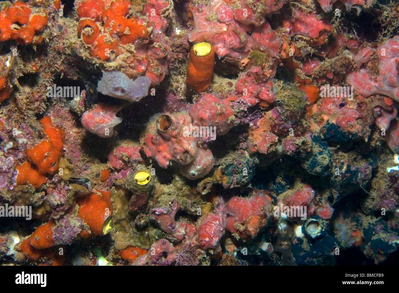 Colorful encrusting sponges, Ilha Escalvada, Guarapari, Espírito Santo ...