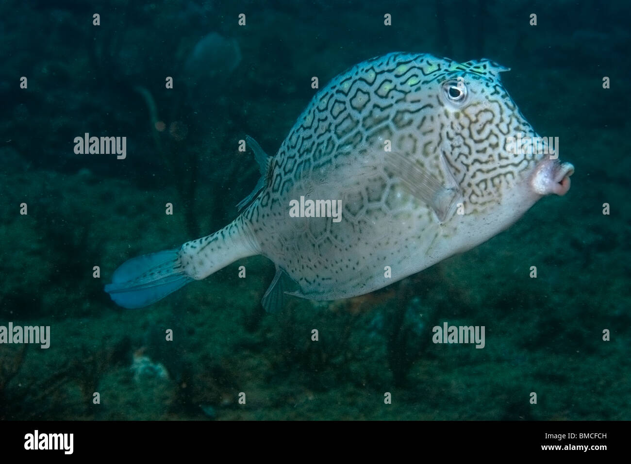 Honeycomb cowfish lactophrys polygonia hi-res stock photography and ...
