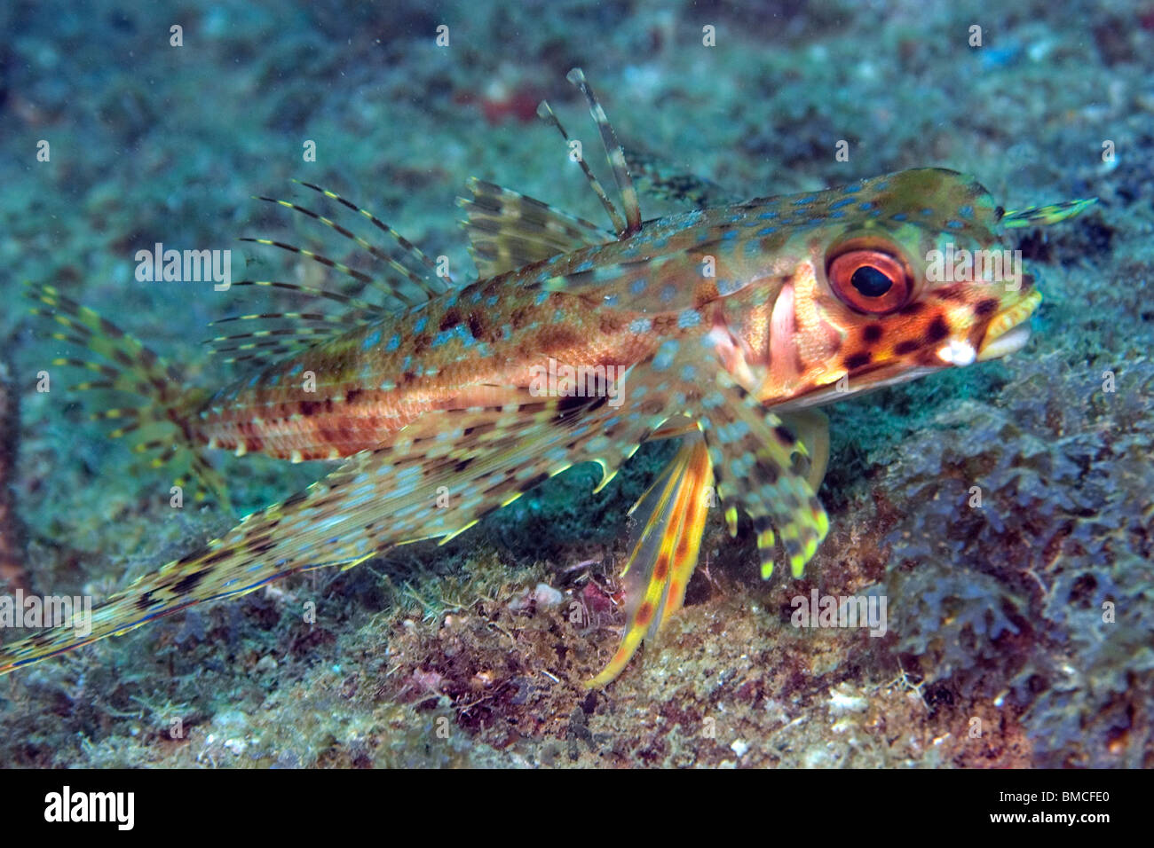 Flying gurnard, Dactylopterus volitans, Ilha Escalvada, Guarapari ...