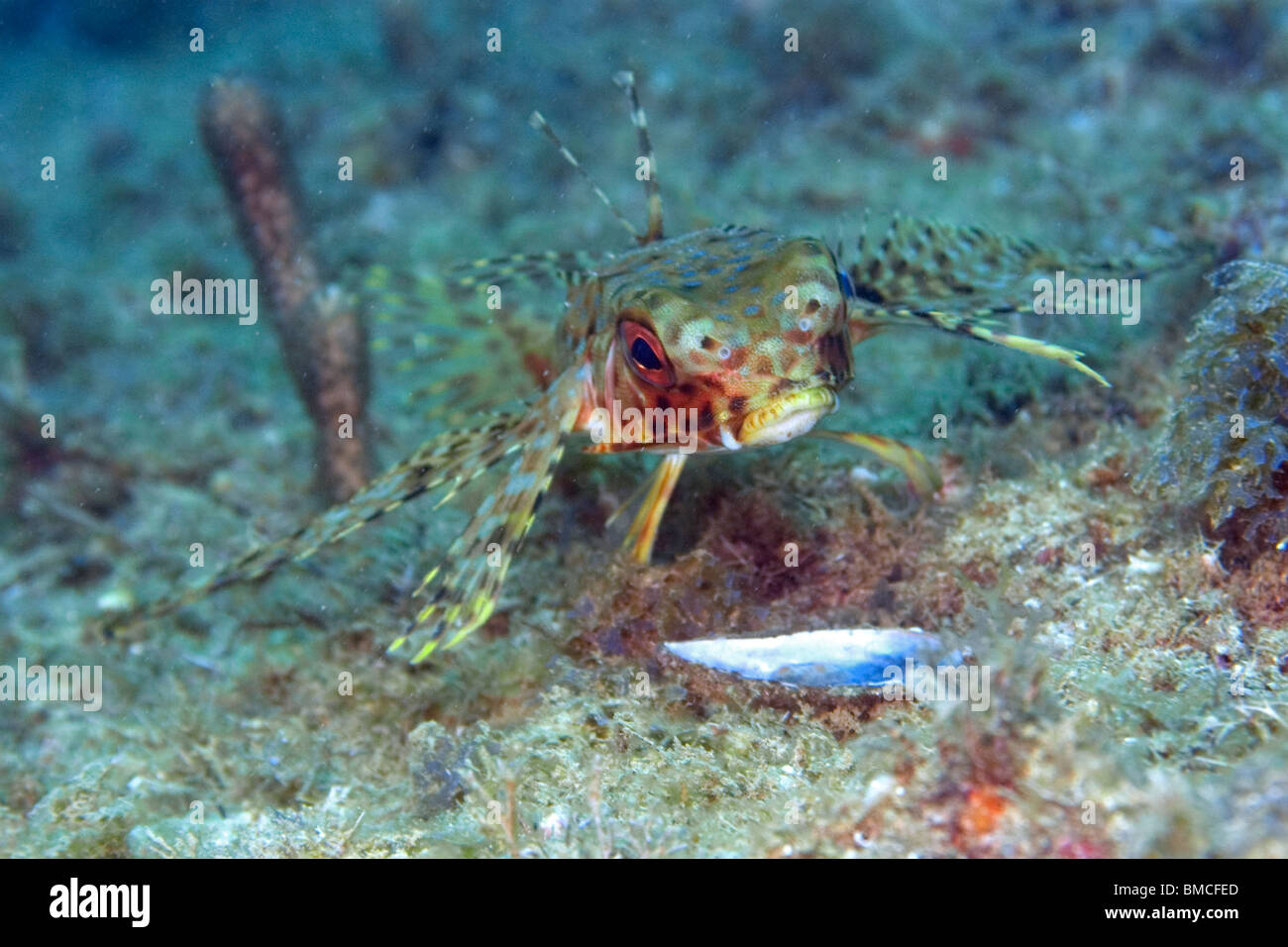 Flying gurnard, Dactylopterus volitans, Ilha Escalvada, Guarapari ...