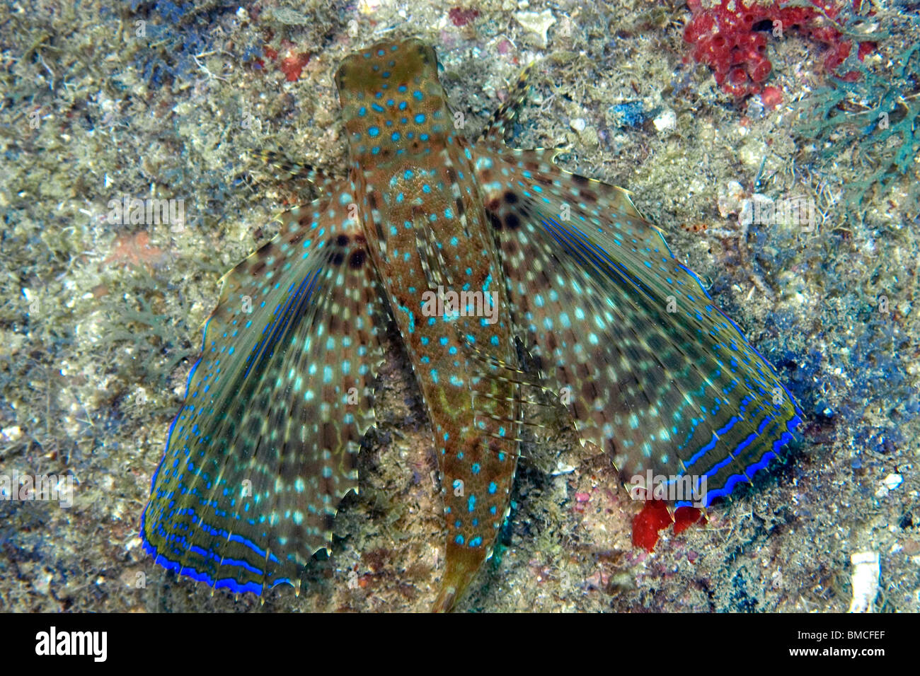 Flying gurnard dactylopterus volitans hi-res stock photography and ...