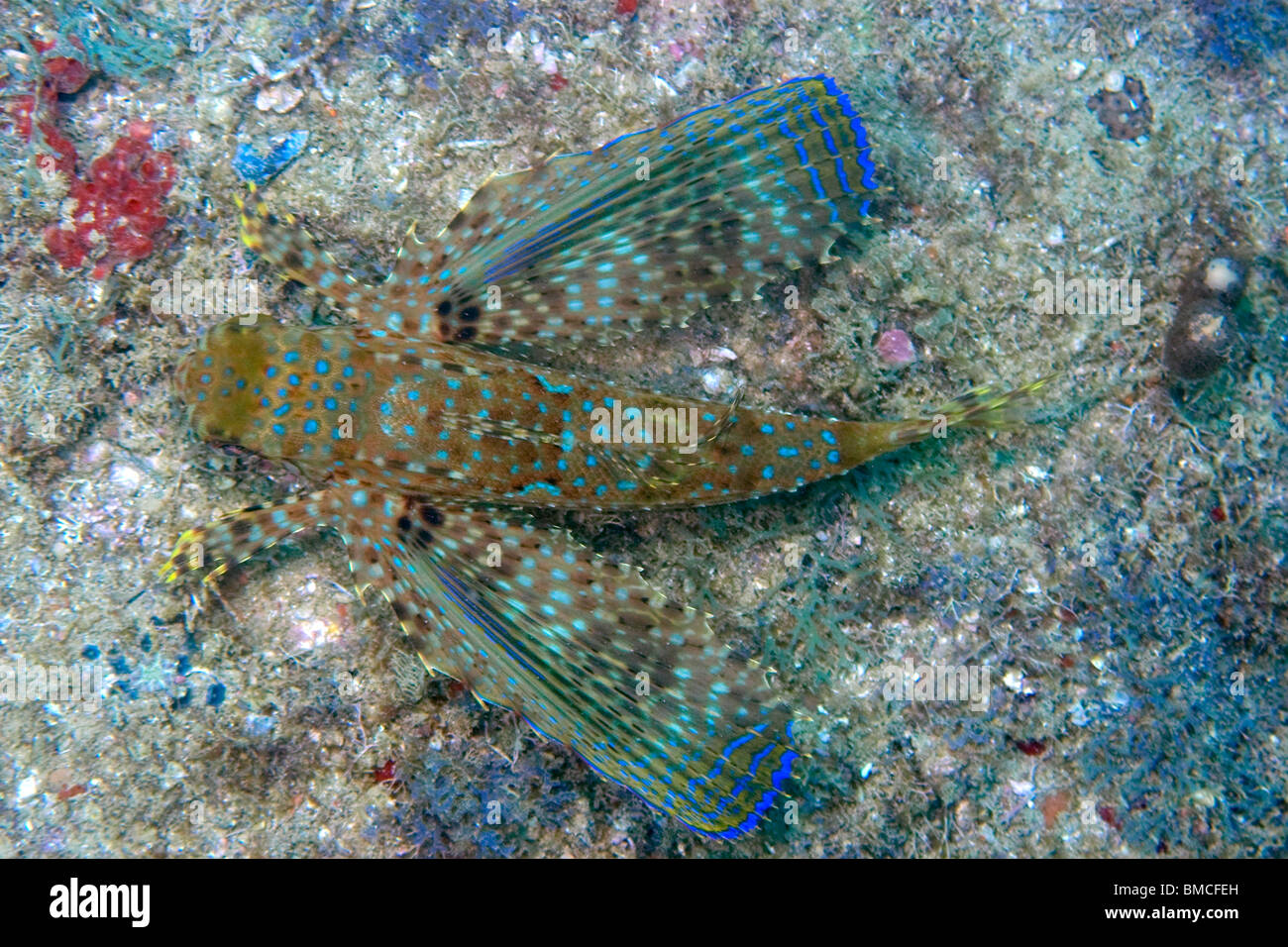Flying gurnard, Dactylopterus volitans, Ilha Escalvada, Guarapari ...