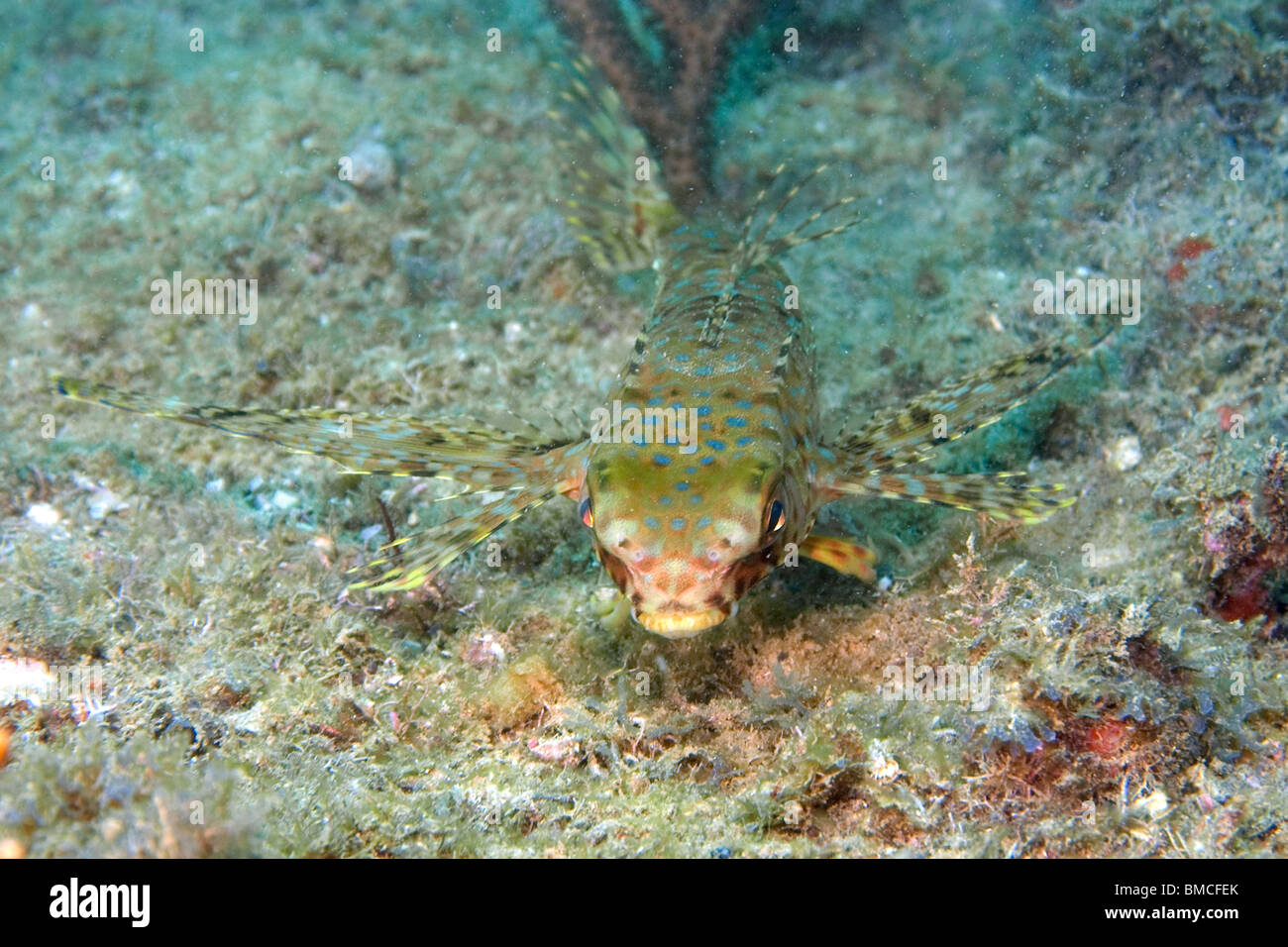 Flying gurnard fish hi-res stock photography and images - Alamy