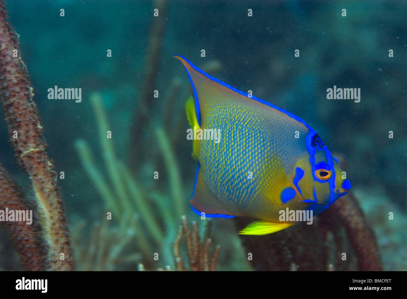 Queen angelfish, Holacanthus ciliaris, juvenile, Ilha Escalvada ...