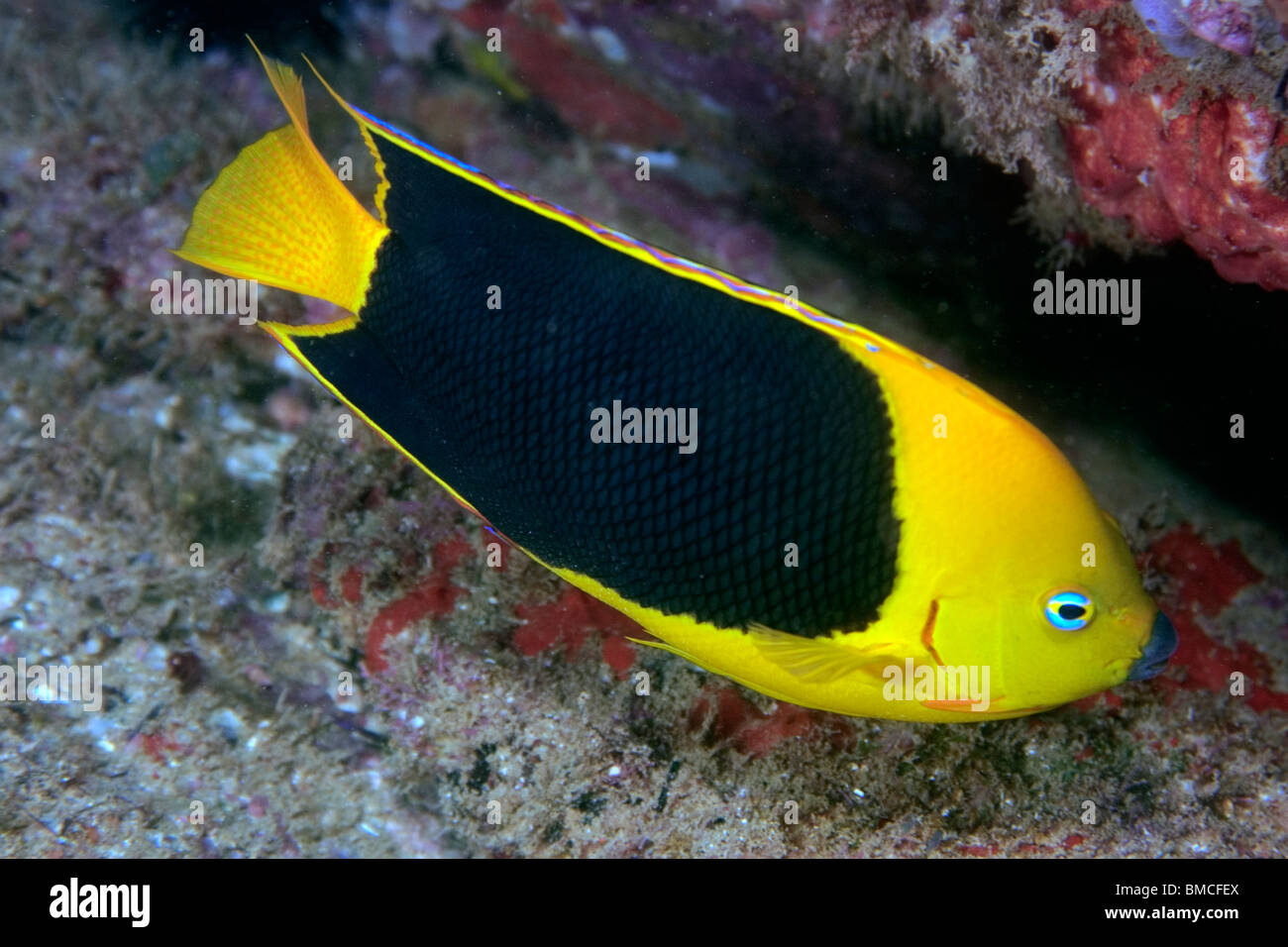 Rock beauty angelfish holacanthus tricolor hi-res stock photography and ...