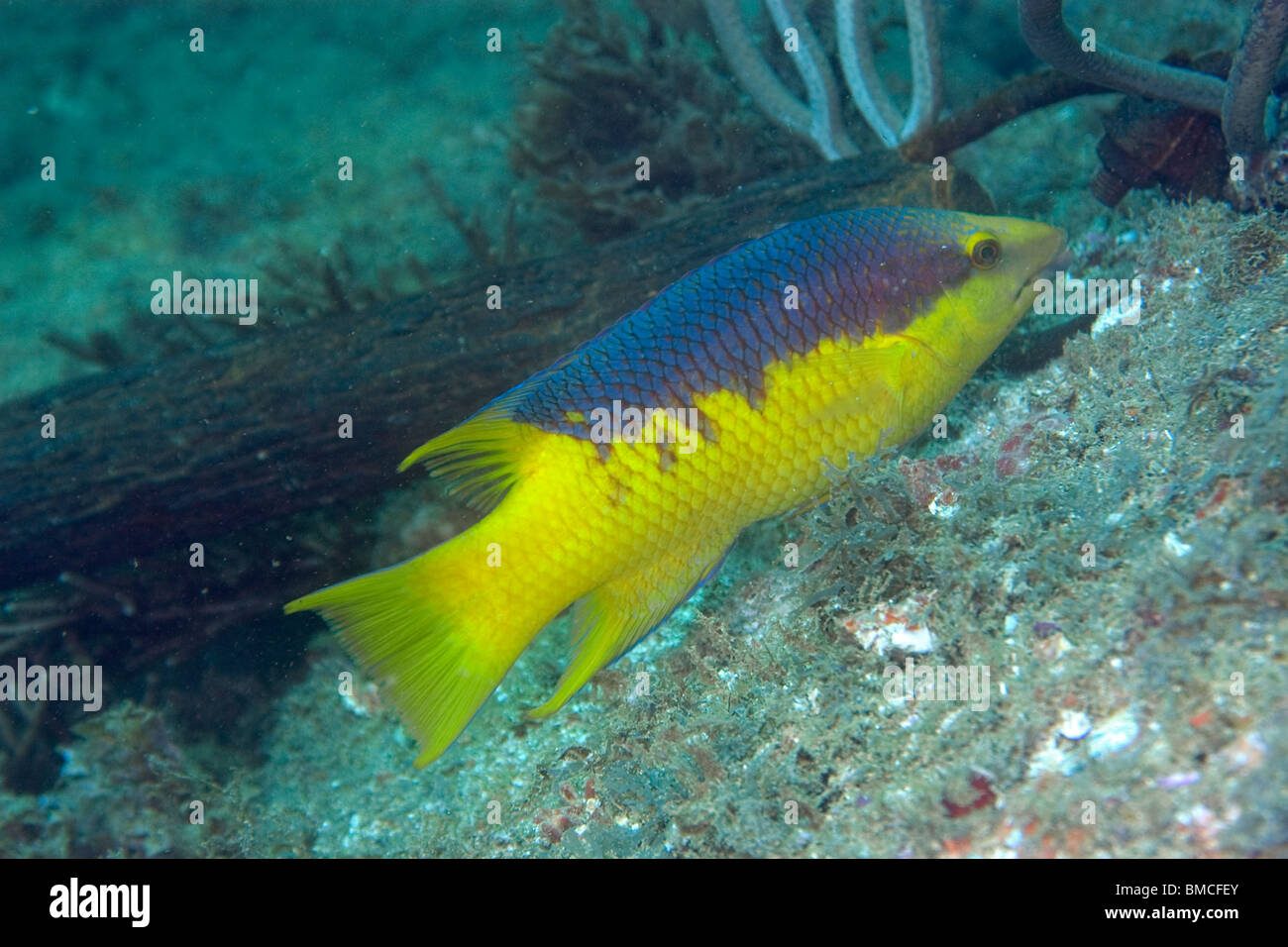 Spanish hogfish, Bodianus rufus, Ilha Escalvada, Guarapari, Espirito ...