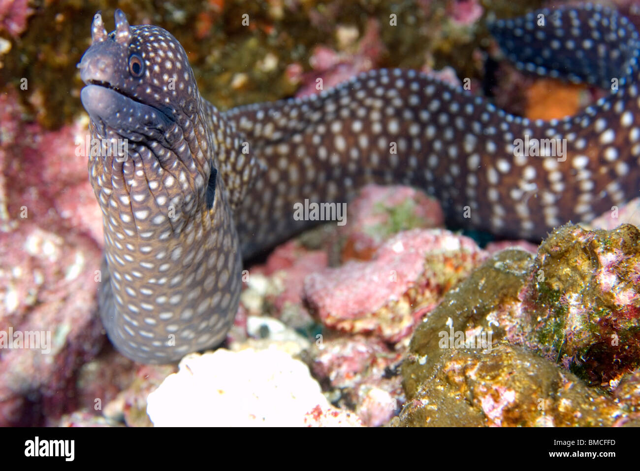 Eel fish underwater hi-res stock photography and images - Alamy