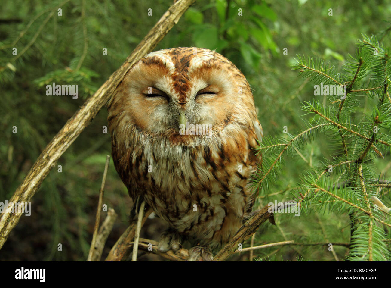 Sleepy wild Eurasian Tawny Owl (Strix aluco Stock Photo - Alamy