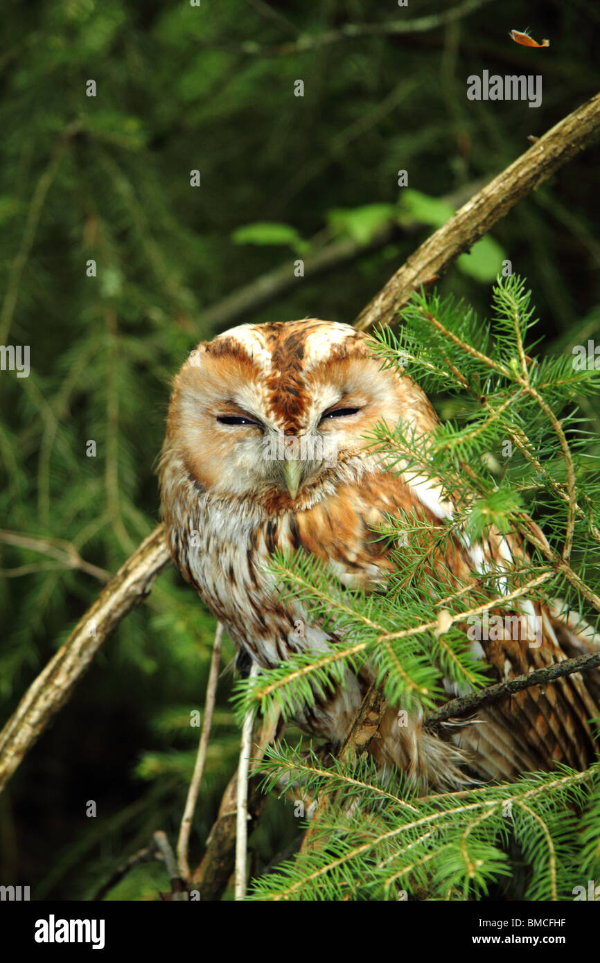 Sleepy wild Eurasian Tawny Owl (Strix aluco Stock Photo - Alamy