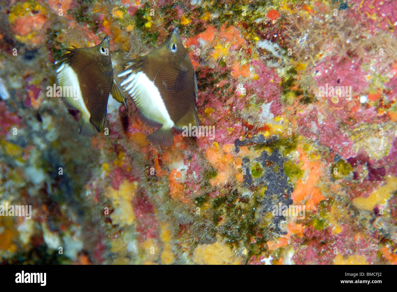 Pair of St. Paul's butterflyfish, Prognathodes obliquus, endemic deep ...