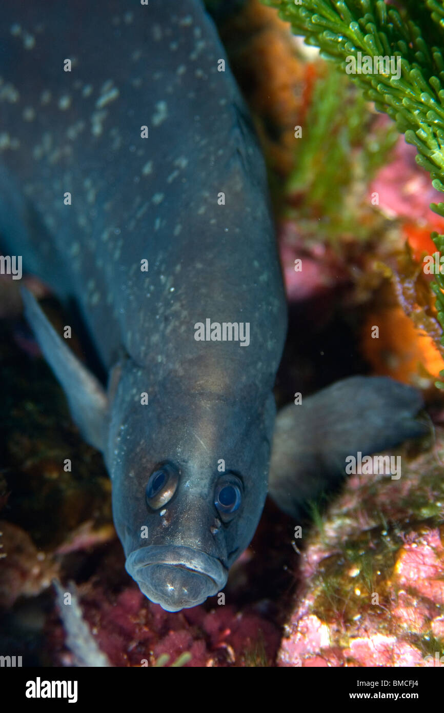 Rypticus saponaceus hi-res stock photography and images - Alamy