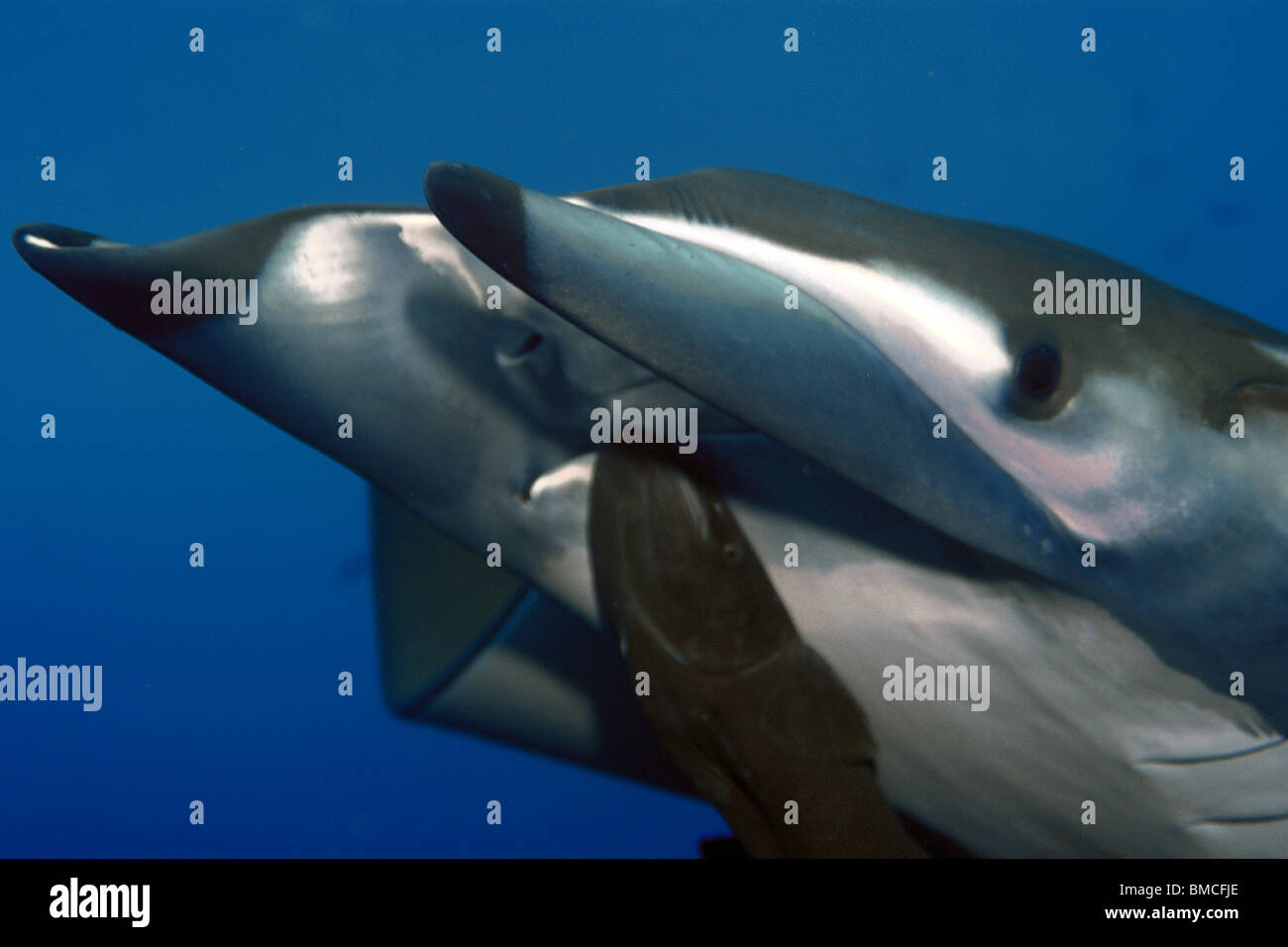 Mobula Ray Stock Photos & Mobula Ray Stock Images - Alamy