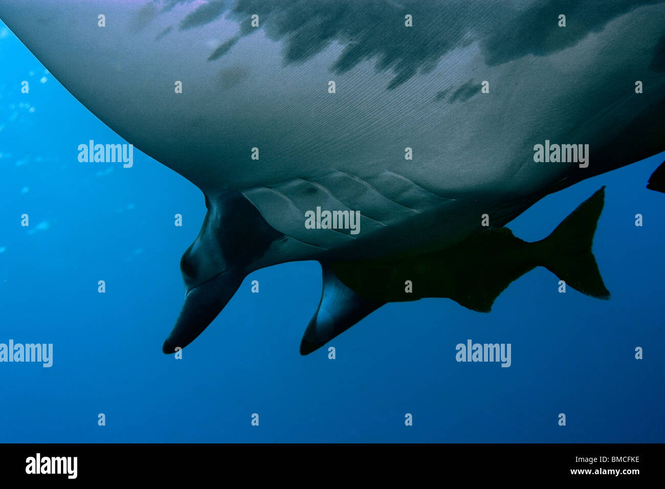 Mobula or devil ray, Mobula tarapacana, and remora, Remora remora, St ...