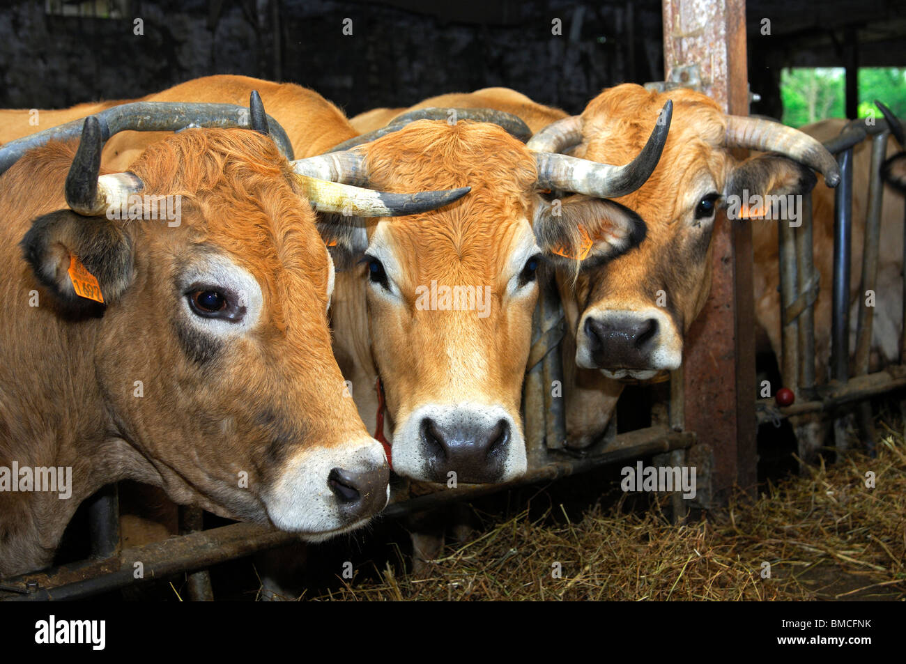 Aubrac cattle hi-res stock photography and images - Alamy