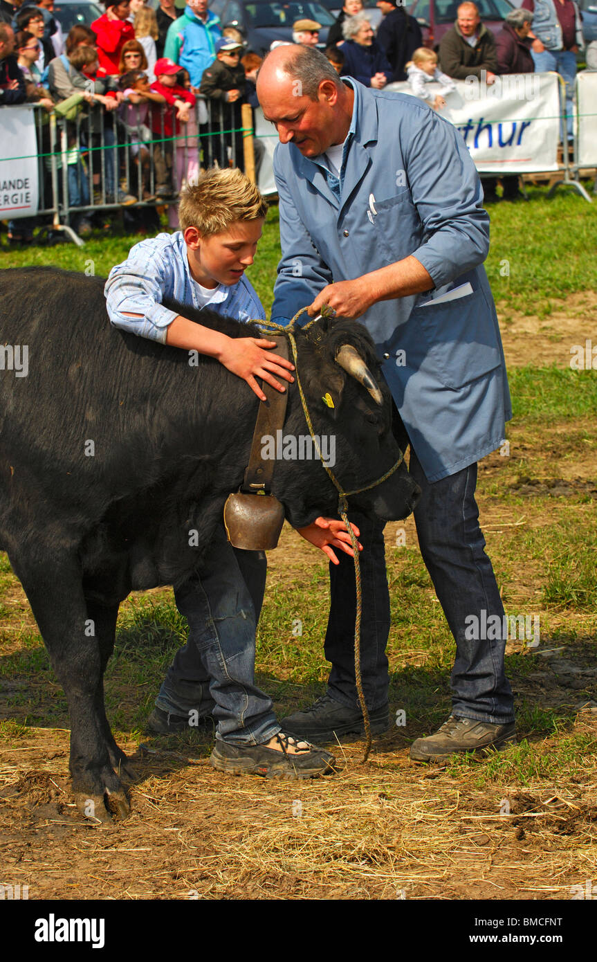 Swiss cow fight, man and boy holding a Herens fighting cow in the arena ...