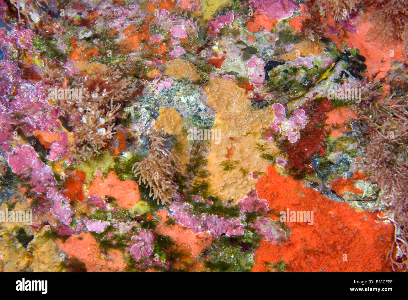 Tunicates hi-res stock photography and images - Alamy